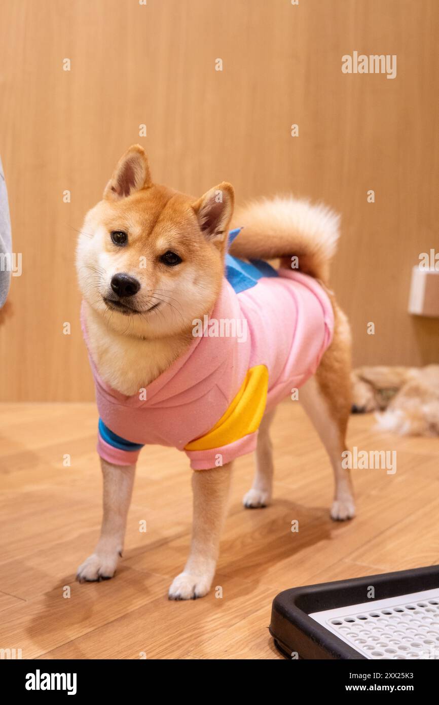 Dog Cafe in Japan Stock Photo - Alamy