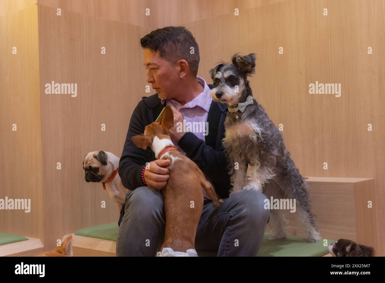 Japan dog cafe hi-res stock photography and images - Alamy