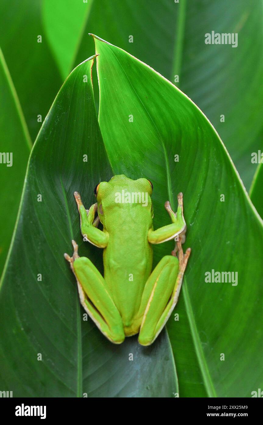 Overhead view of a green dumpy tree frog on a green leaf, Indonesia ...