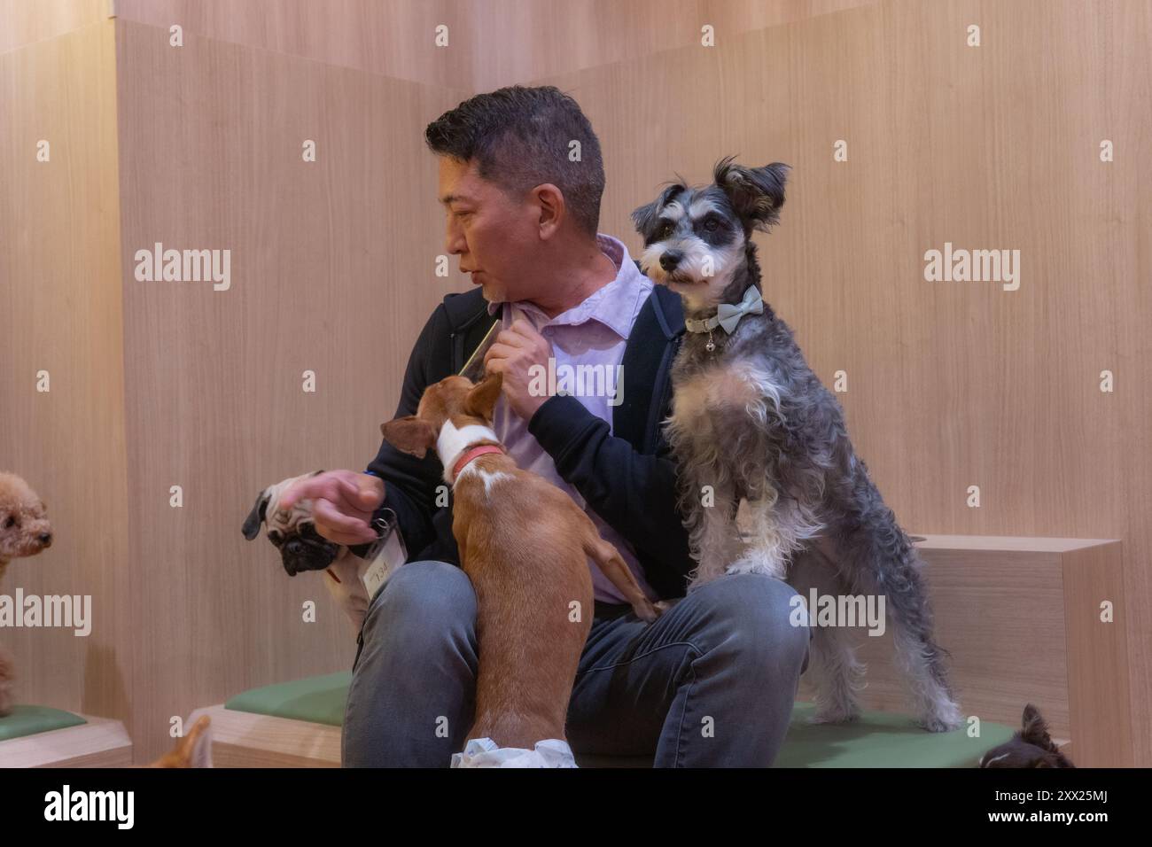 Dog Cafe in Japan Stock Photo - Alamy