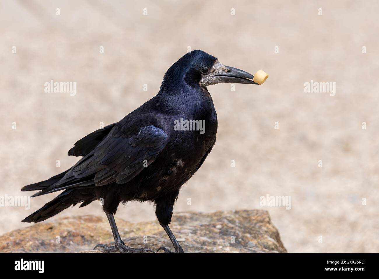 Portrait of a rook (corvus frugilegus) eating a crisp Stock Photo - Alamy