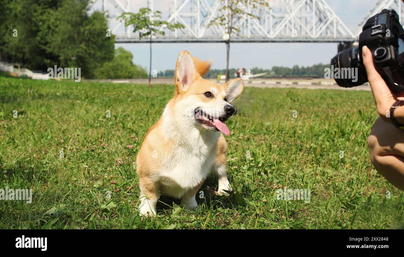 Pet photographer taking pictures of a happy young Welsh Corgi Pembroke ...