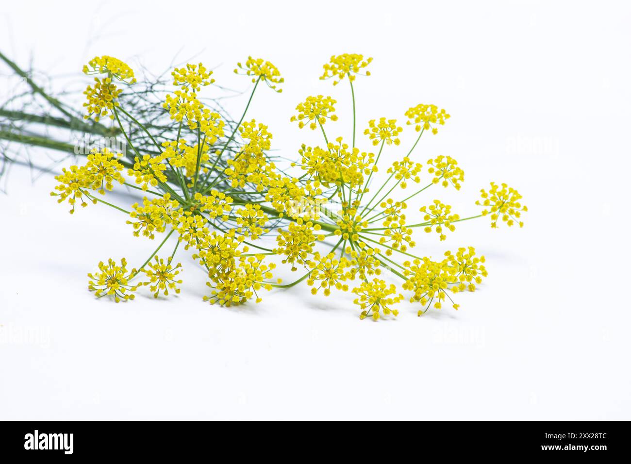Sweet Fennel flowers(Fennel (Foeniculum vulgare) on a white background ...
