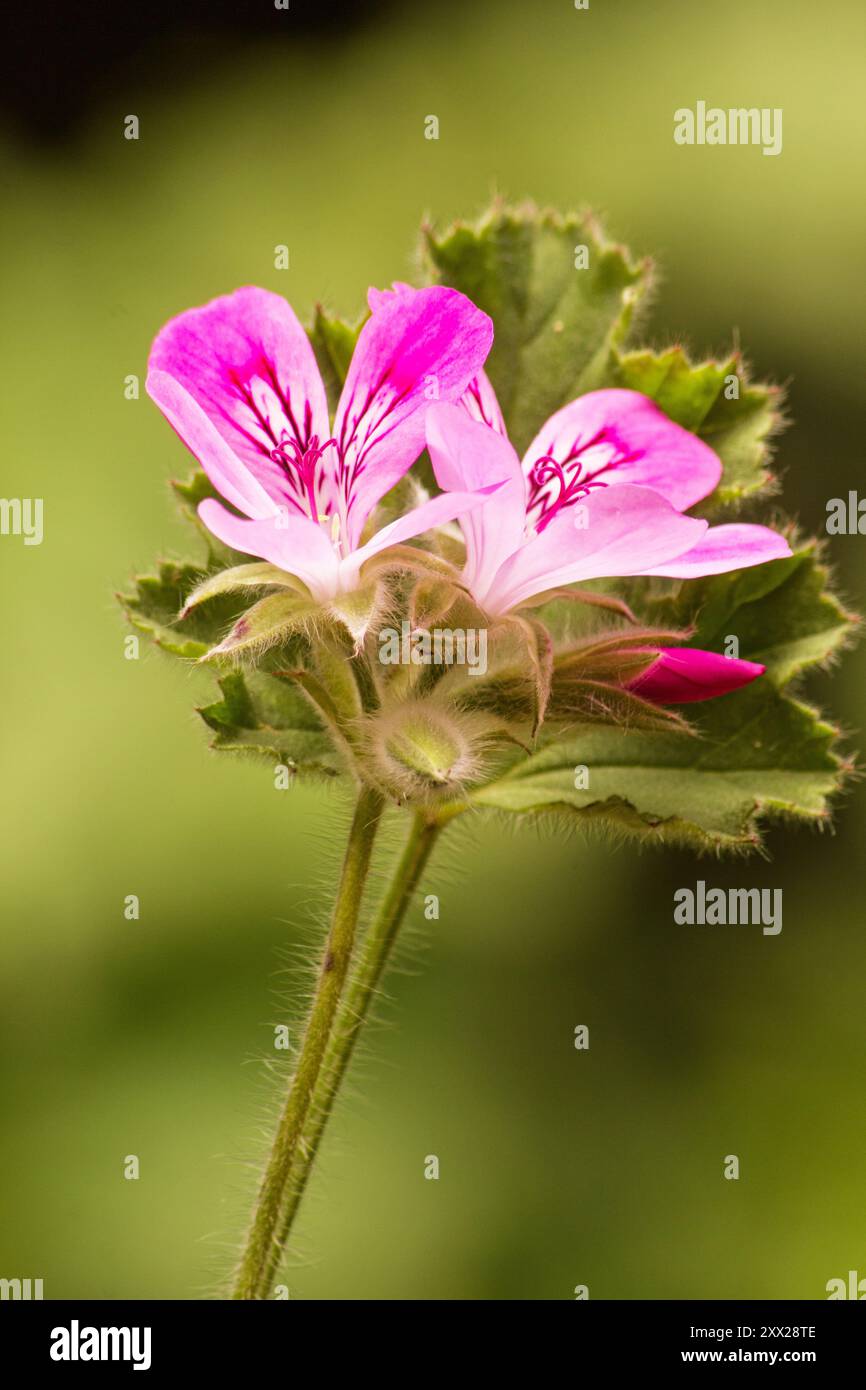 Geranium summer background hi-res stock photography and images - Alamy