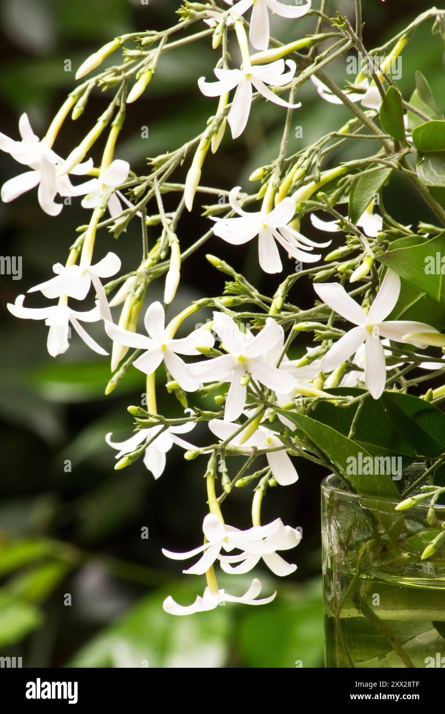 Azores Jasmine (Jasminum azoricum) flower on a natural background Stock ...