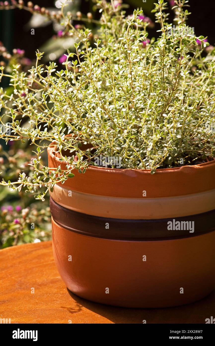 Thymus Citriodorus Golden Lemon plant in a herbal garden Stock Photo ...