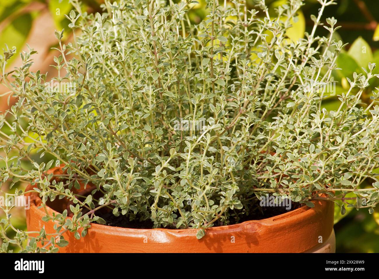 Thymus Citriodorus Golden Lemon plant in a herbal garden Stock Photo ...