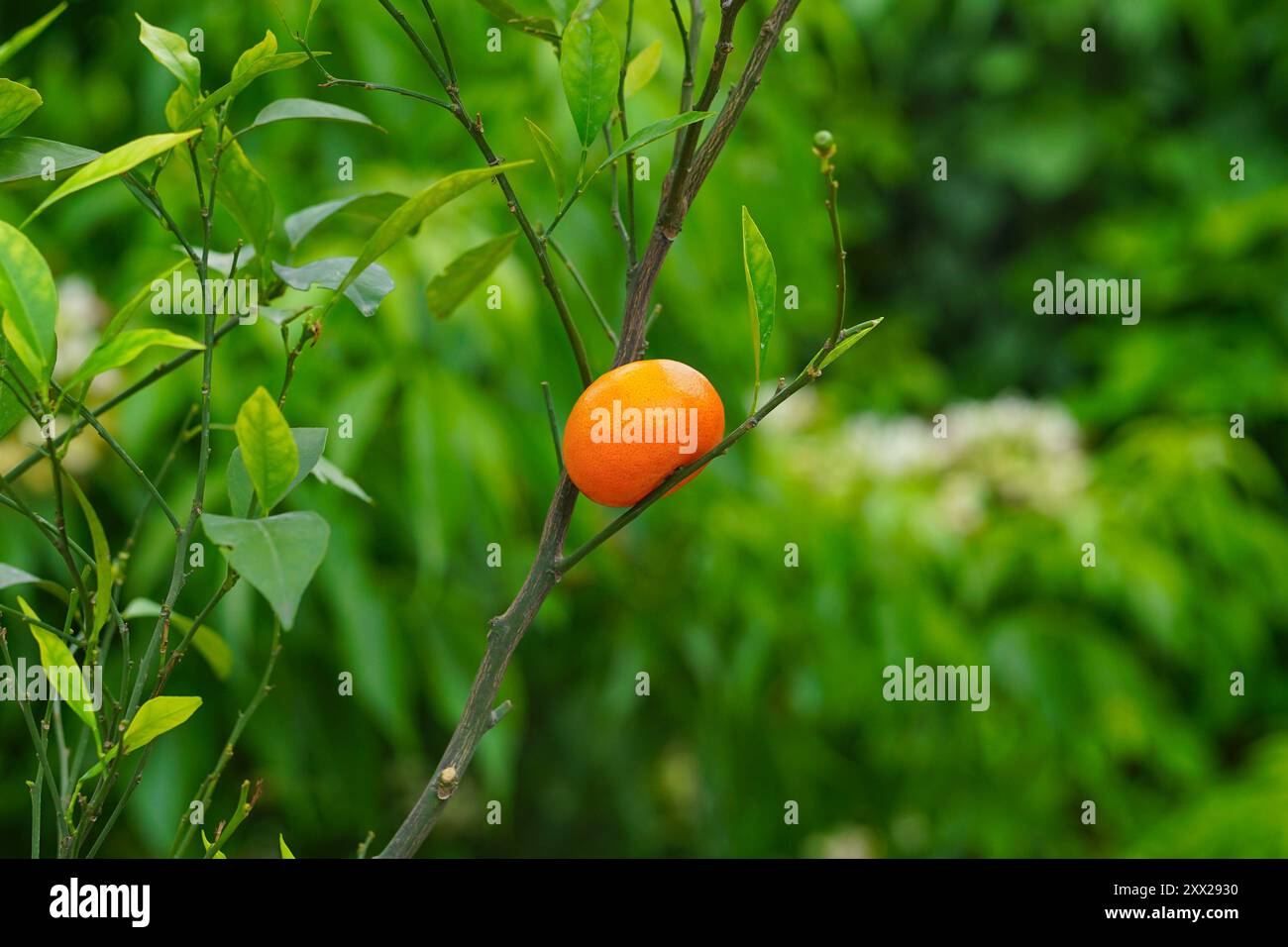 Mandarin orange orchard hi-res stock photography and images - Alamy