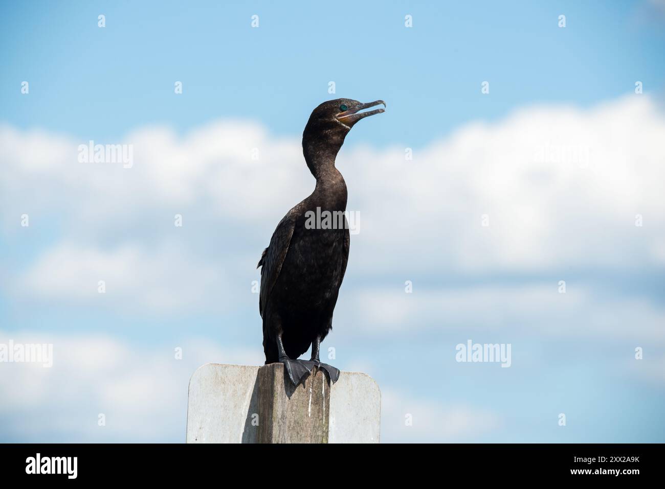 Neotropic cormorant bird perched hi-res stock photography and images ...