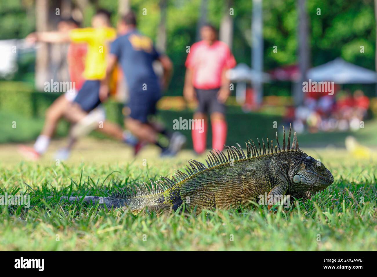 Colombia. 12th Aug, 2024. An iguana sits in the shade as U.S. Army and U.S. Navy personnel ...