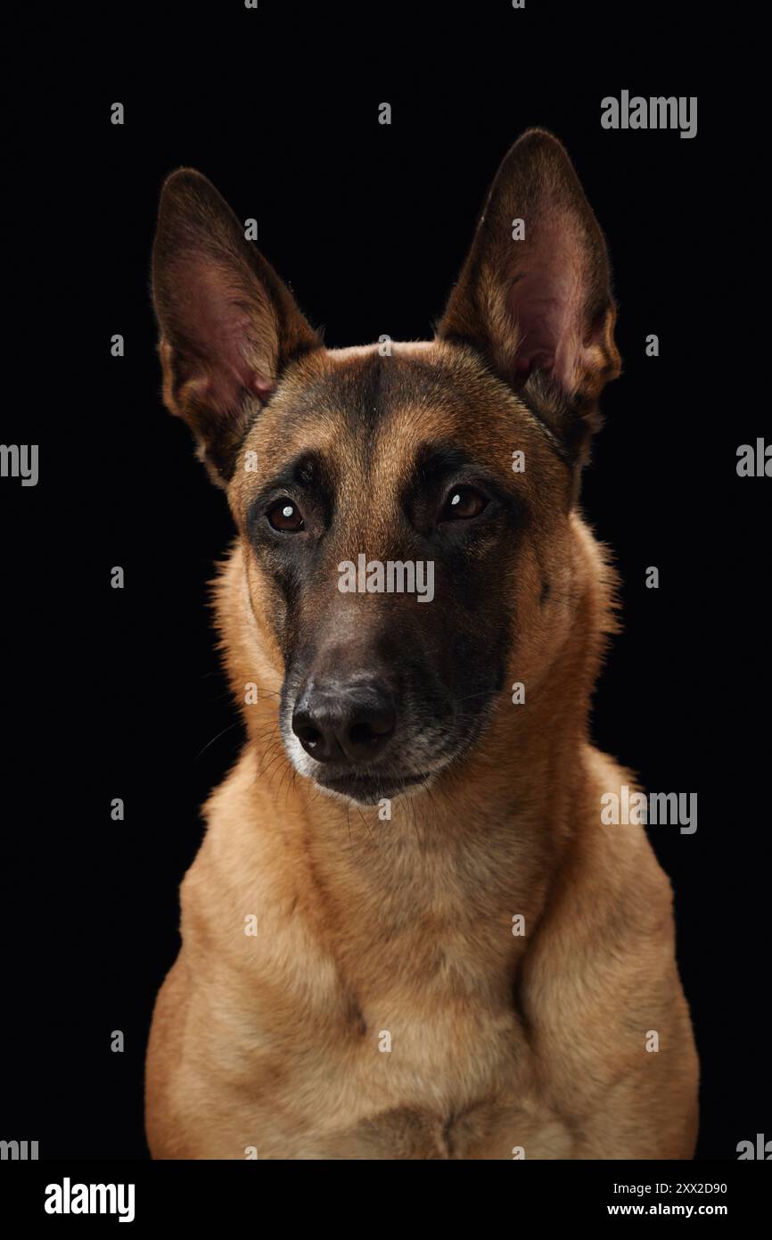 Belgian Malinois portrait against a black background. This image ...