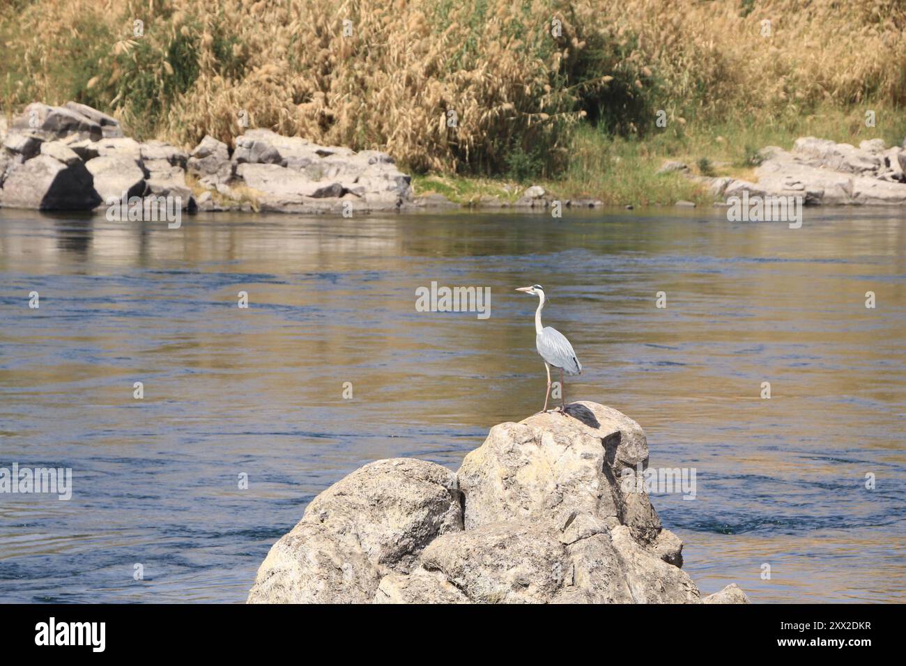 Nature near Nile River in Aswan Egypt Stock Photo - Alamy
