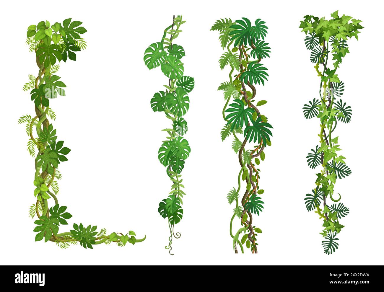 Liana vine, tropical jungle forest branches and ivy or monstera leaves ...