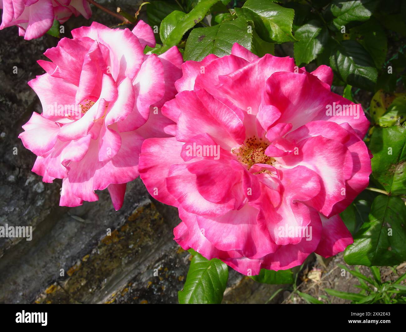 Pretty pink roses growing in an English country garden Stock Photo - Alamy