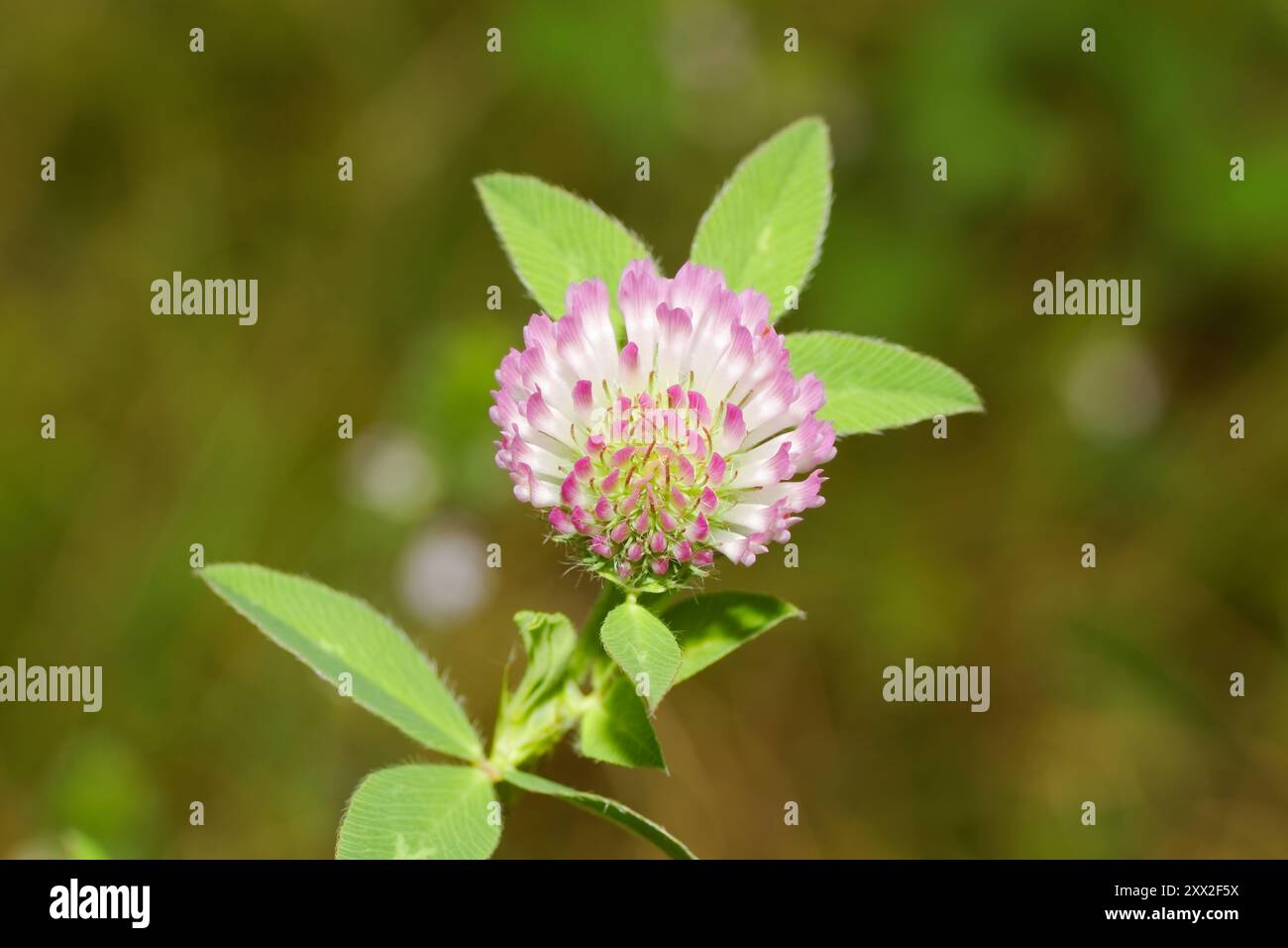 Young Red clover in bloom, Quebec,Canada Stock Photo - Alamy