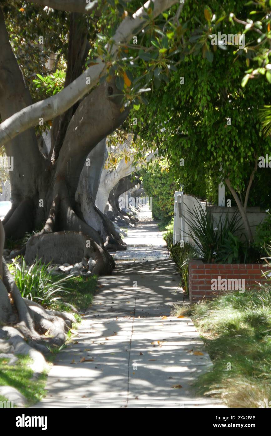 Santa Monica, California, USA 19th August 2024 Director/Comedian Mel ...