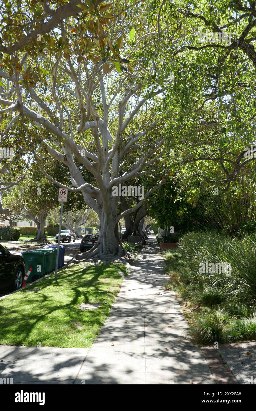 Santa Monica, California, USA 19th August 2024 Trees on La Mesa Drive ...