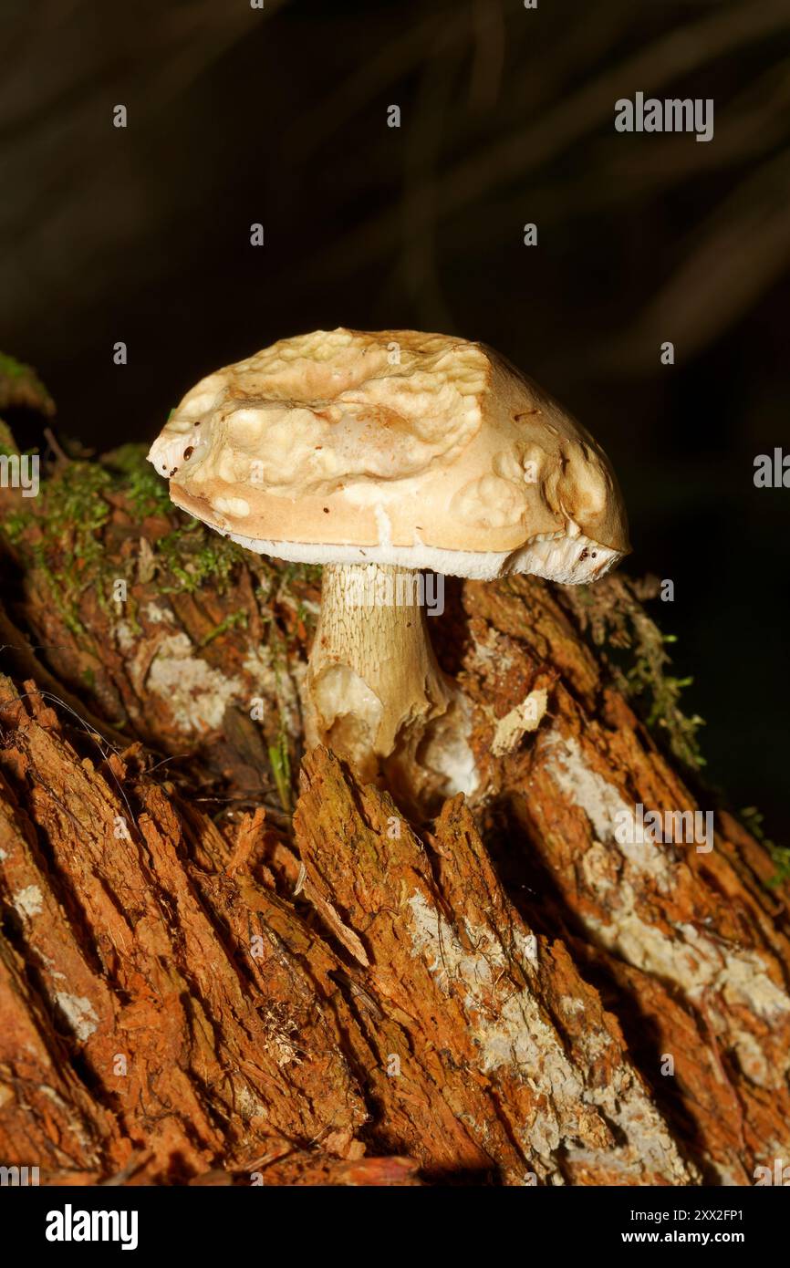 Small insect eaten mushroom growing on an old rotten tree stump. Quebec ...