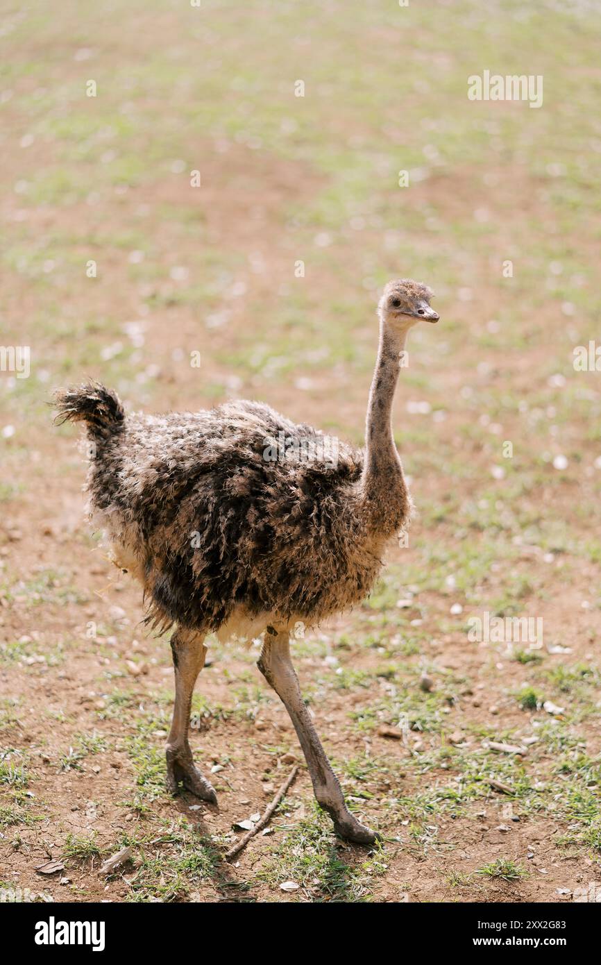 Small fluffy ostrich walks through the pasture Stock Photo - Alamy