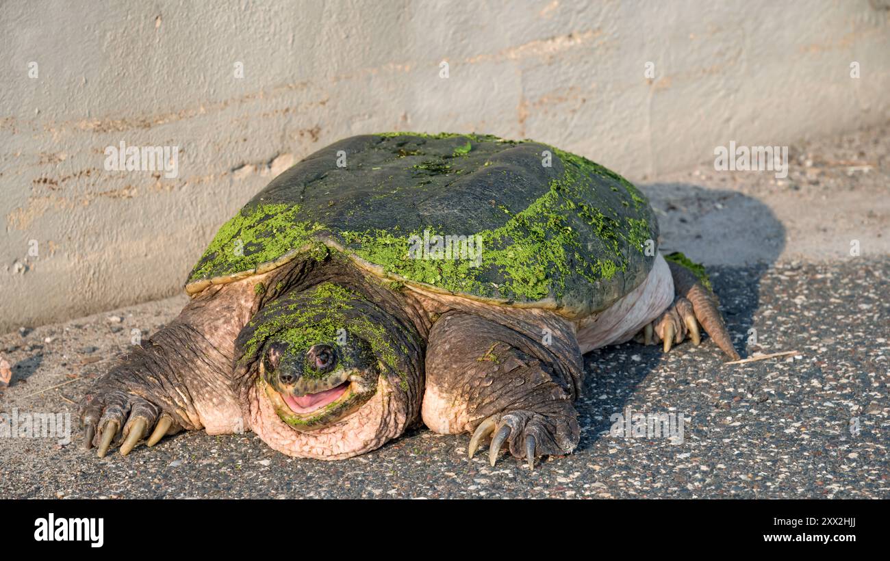 Selective focus on a large snapping turtle crossing a paved road in ...