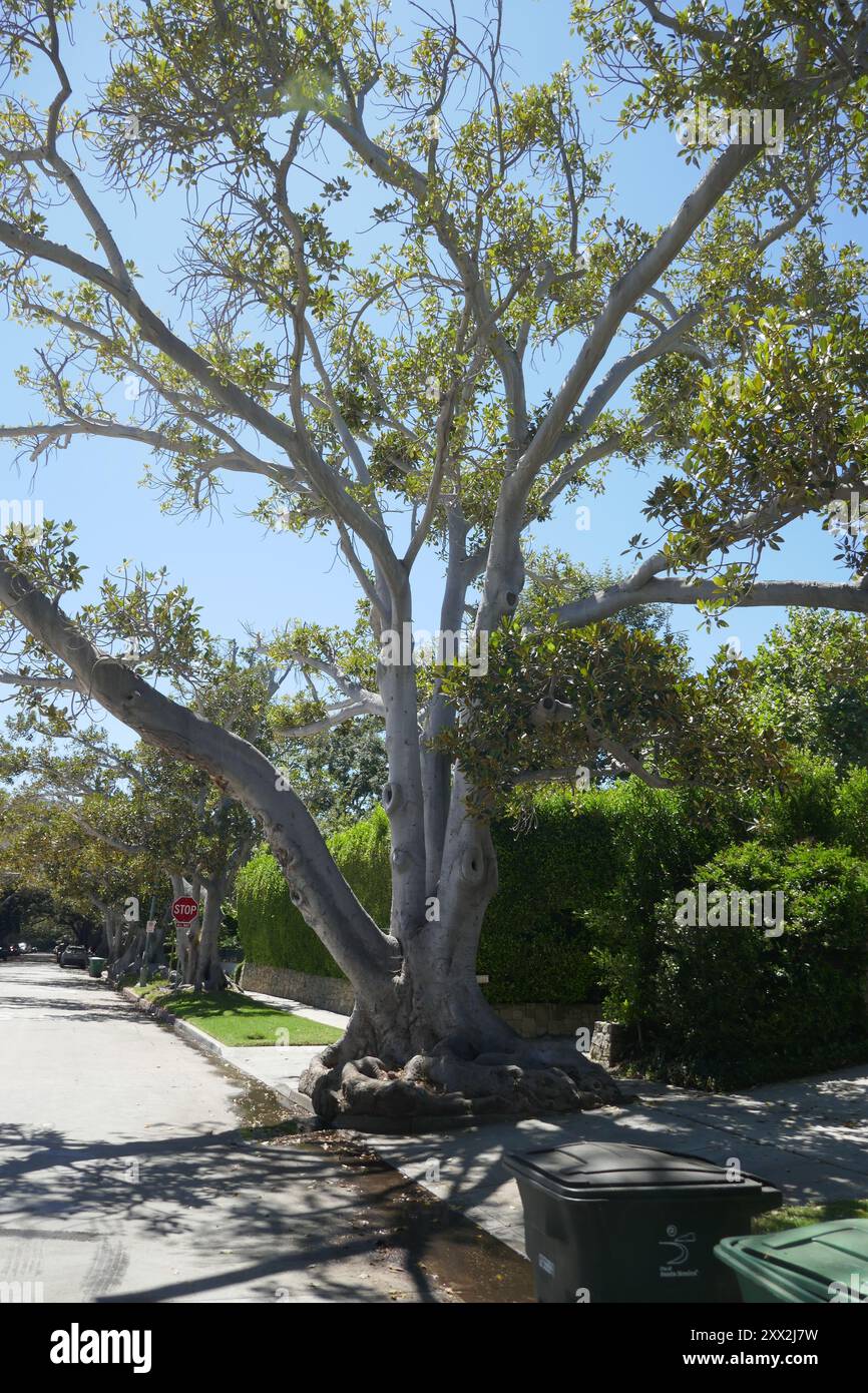 Santa Monica, California, USA 19th August 2024 Director Franklin J ...