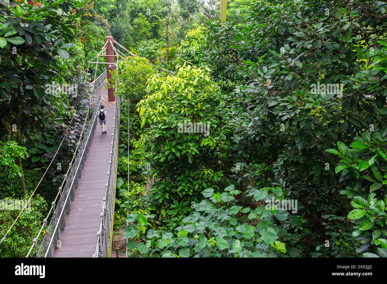 Elevated view of the link bridge at Bird Paradise, Singapore Stock ...
