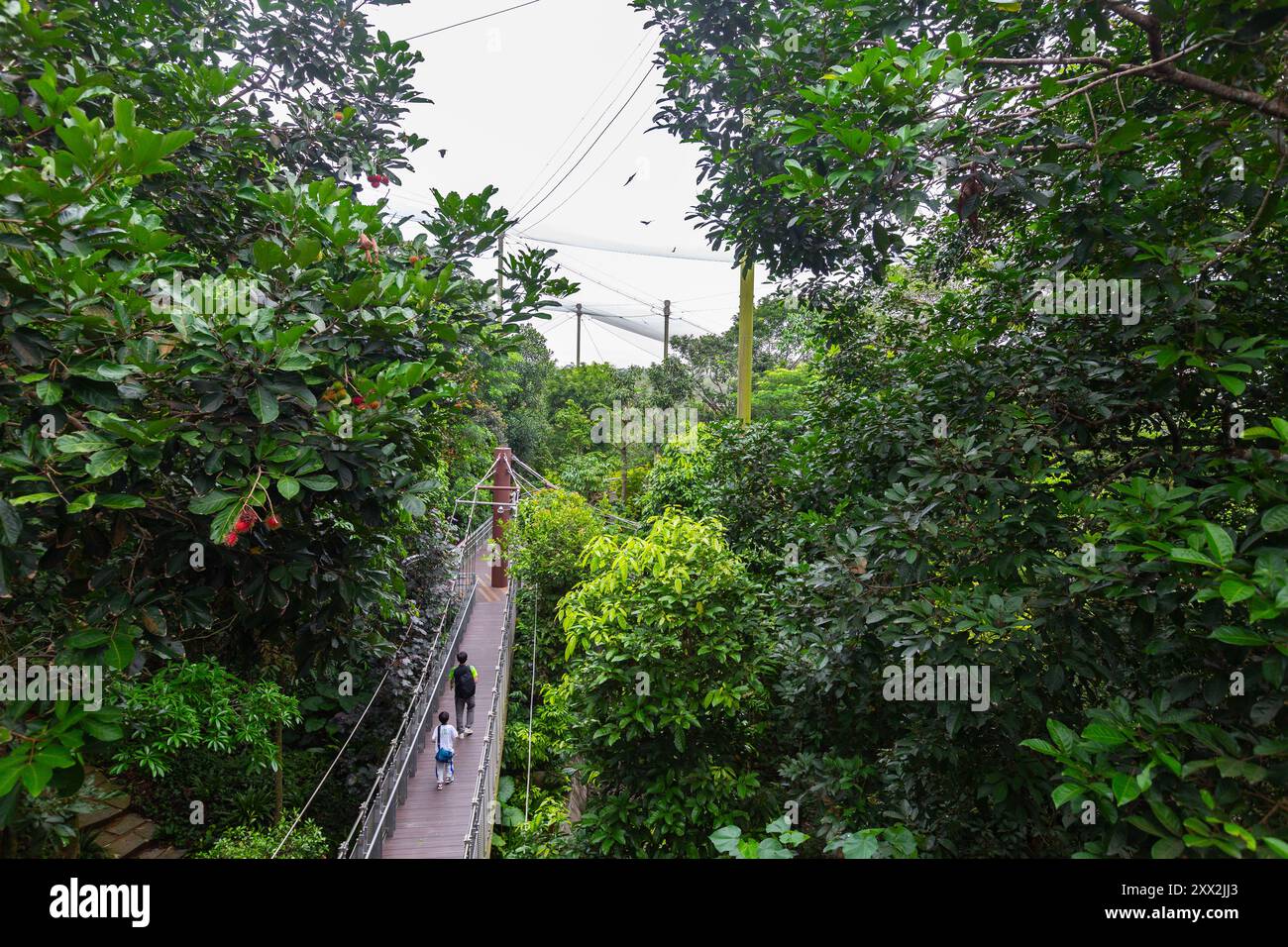 Aerial green view of people using link bridge walkway to explore ...