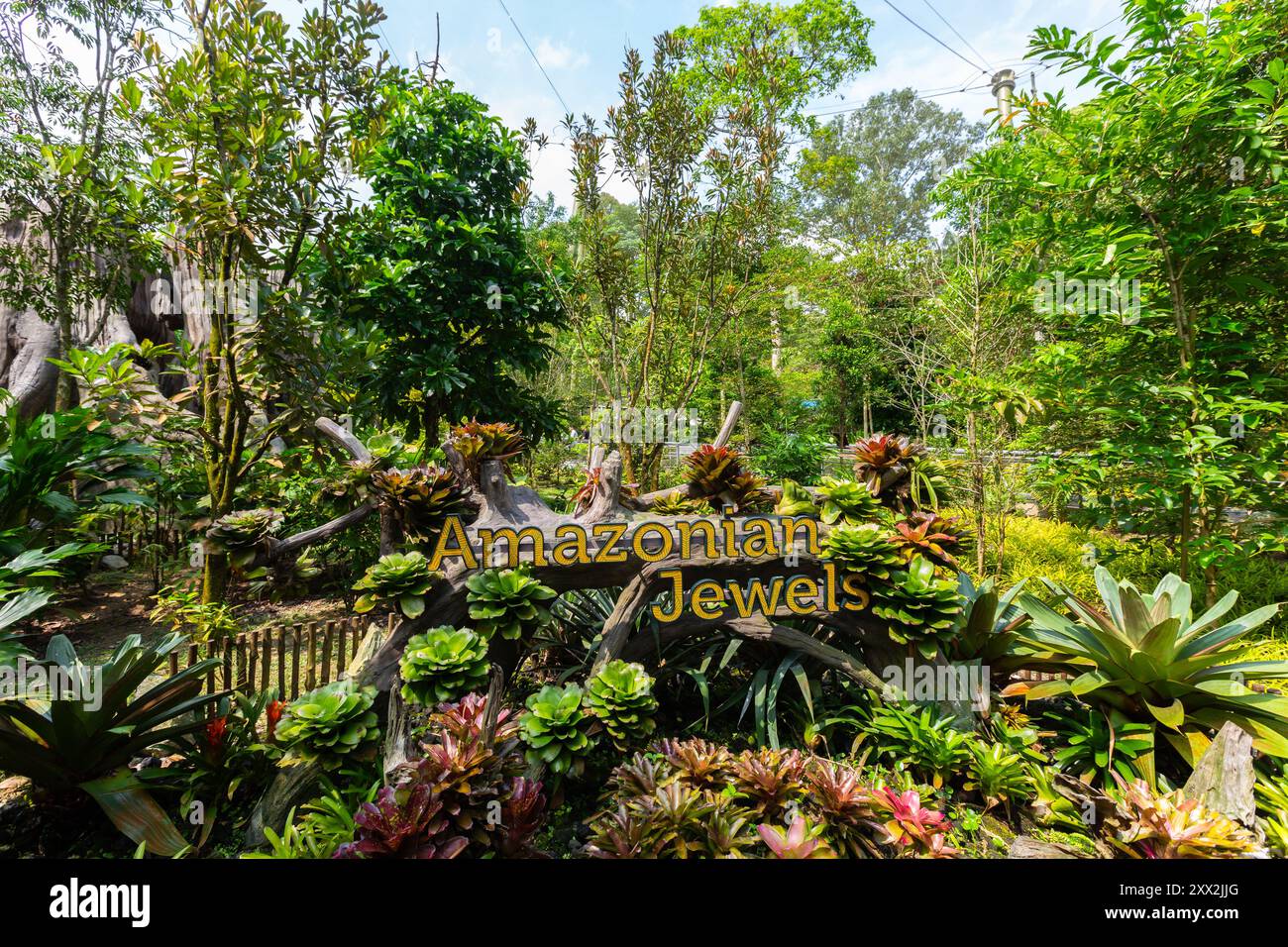 Amazonian Jewels signboard theme, array of green forest trees feel ...
