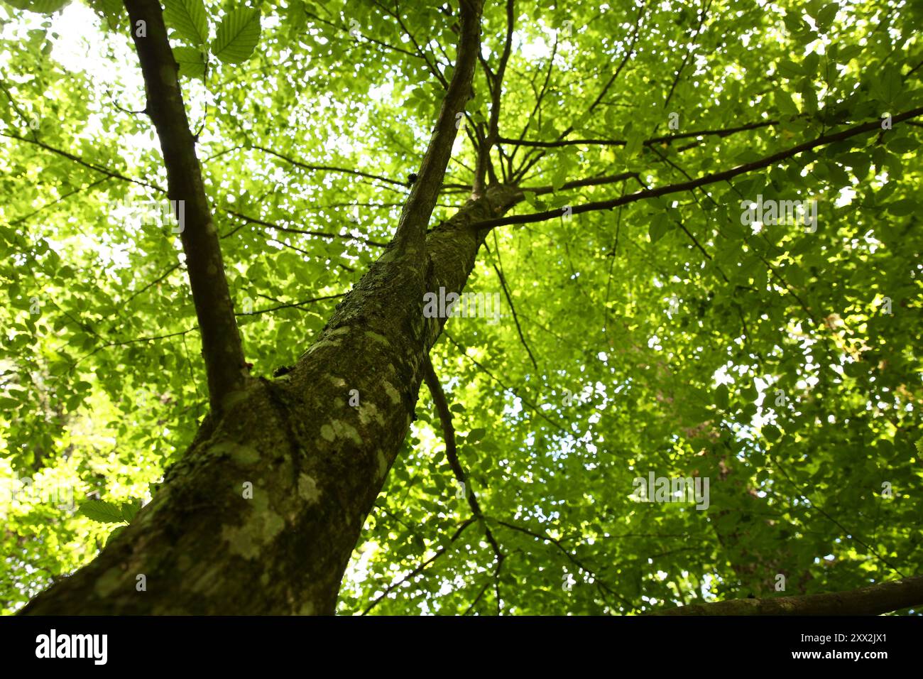 Beautiful green tree growing in forest, bottom view Stock Photo - Alamy