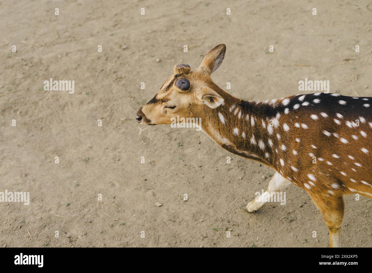 Horns cut hi-res stock photography and images - Alamy