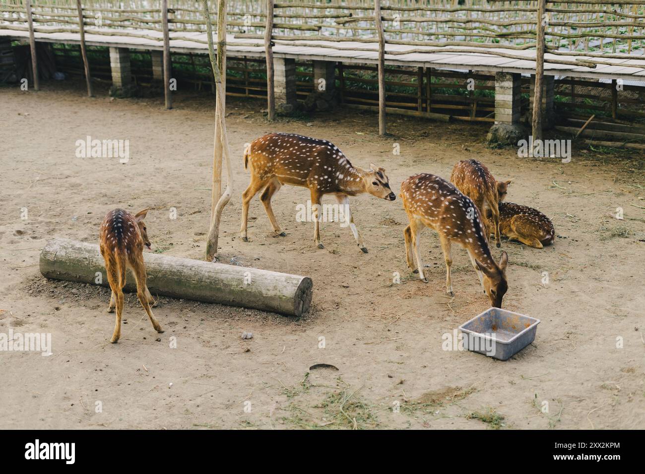 Young female deer eating grass hi-res stock photography and images - Alamy
