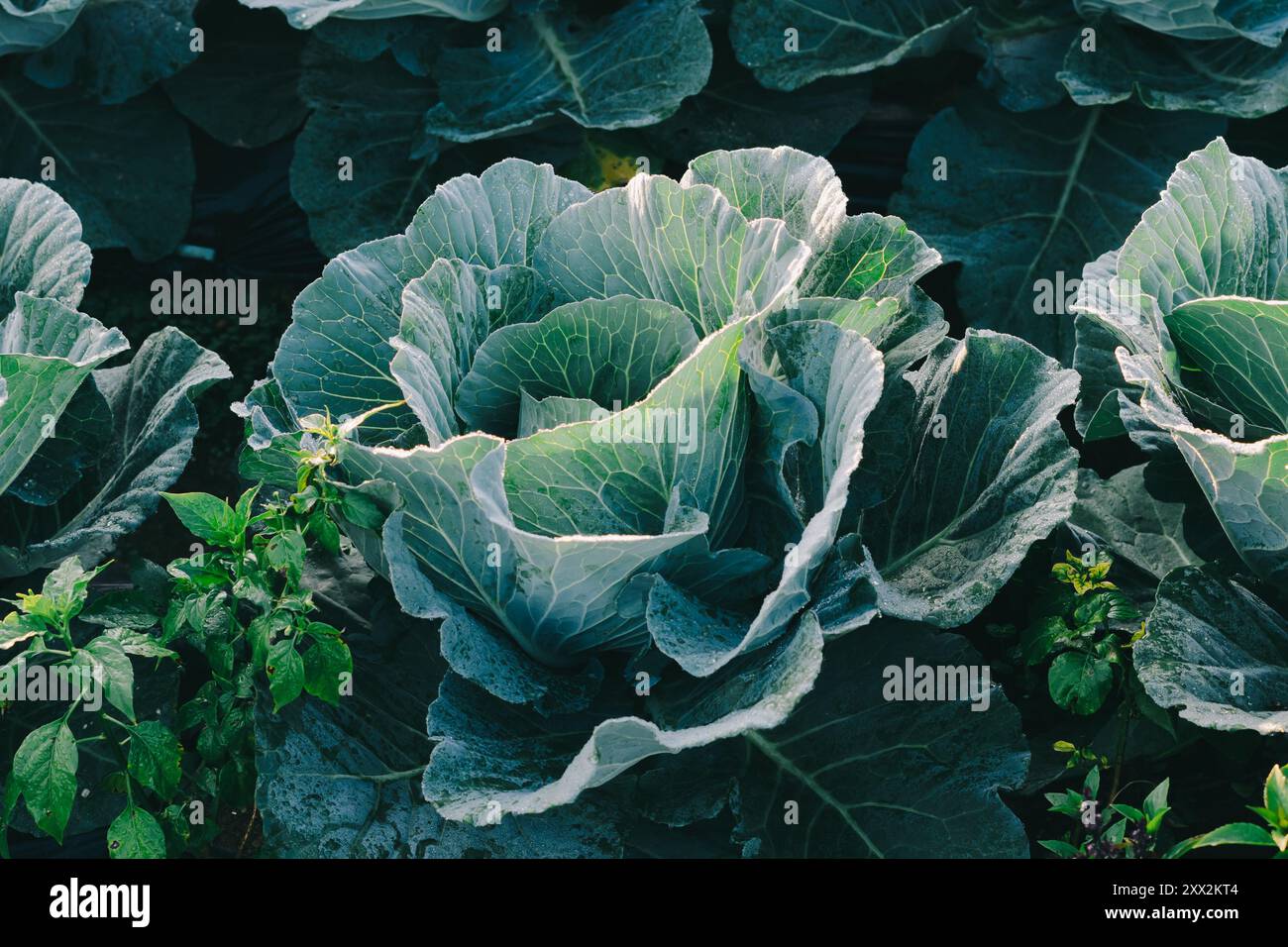 A bunch of green cabbage plants growing in a garden Stock Photo - Alamy