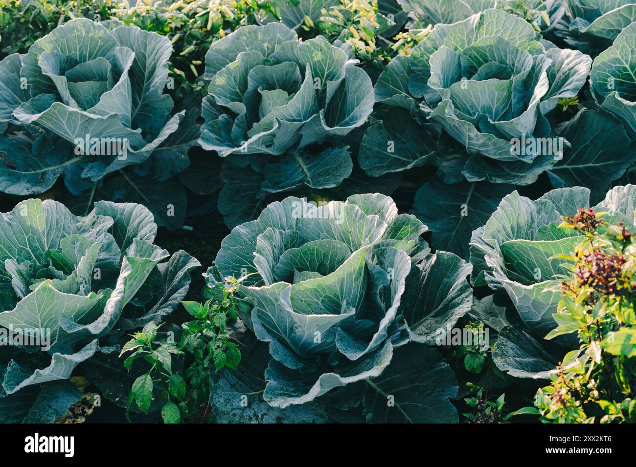 A bunch of green cabbage plants growing in a garden Stock Photo - Alamy