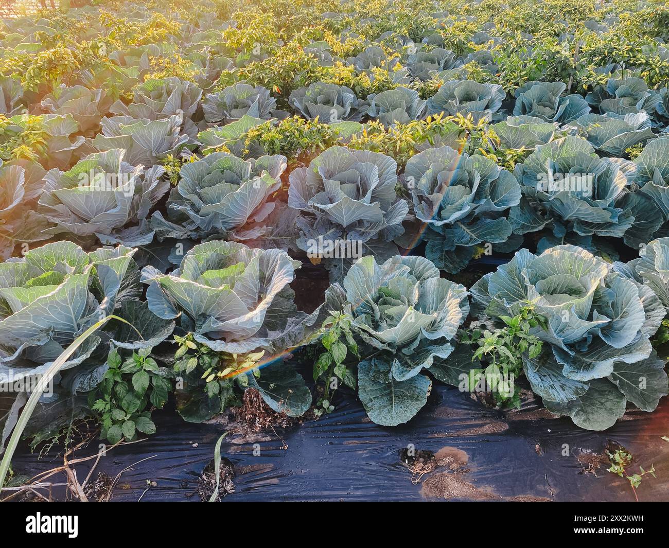 A bunch of green cabbage plants growing in a garden Stock Photo - Alamy