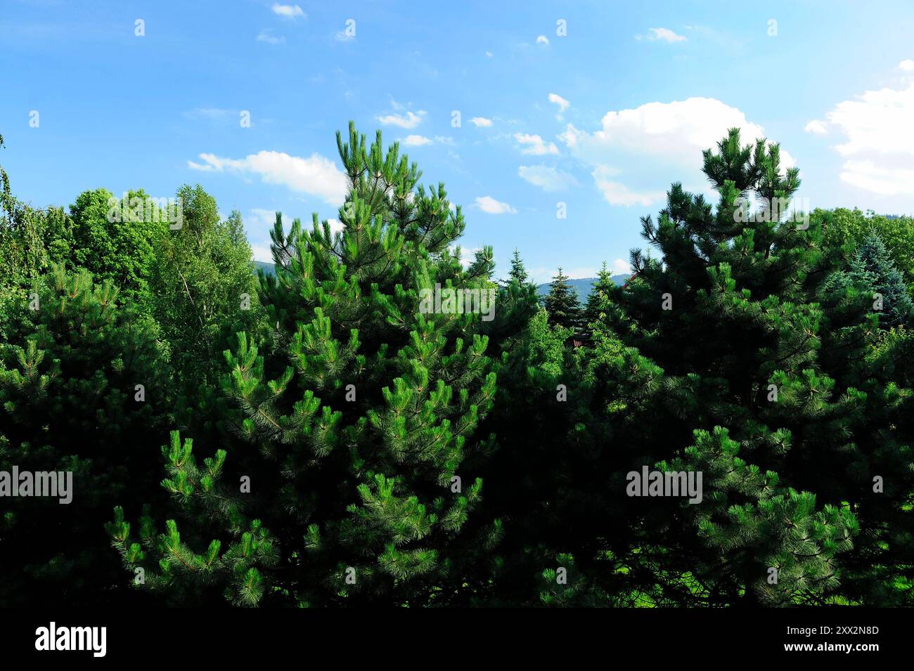 pine, trees, breath, clean air, breathing, nature, green Stock Photo ...