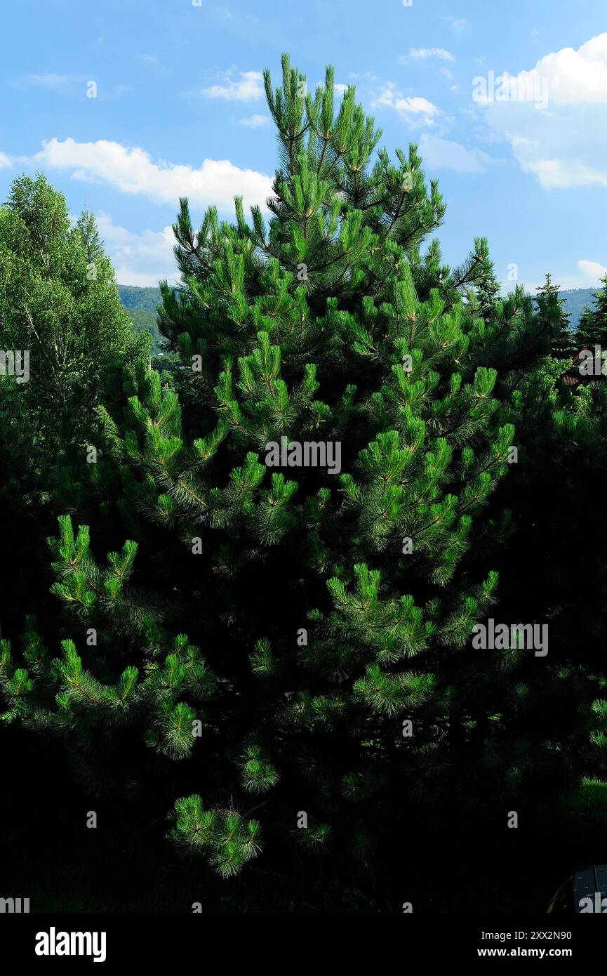 pine, trees, breath, clean air, breathing, nature, green Stock Photo ...