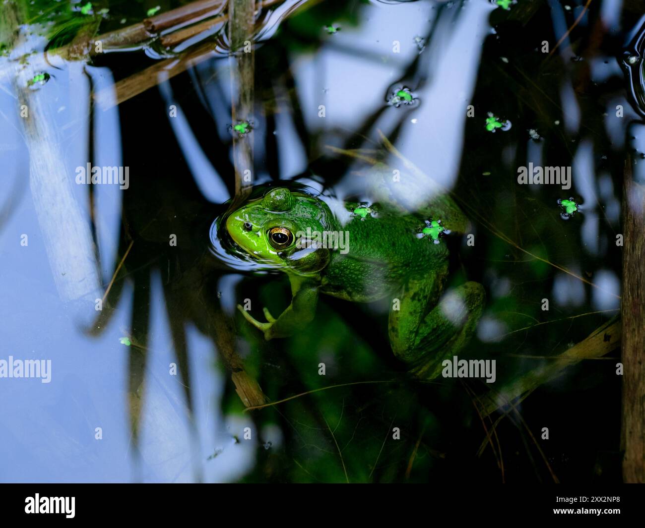 American bullfrog floating in a small pond among vegetation in the ...