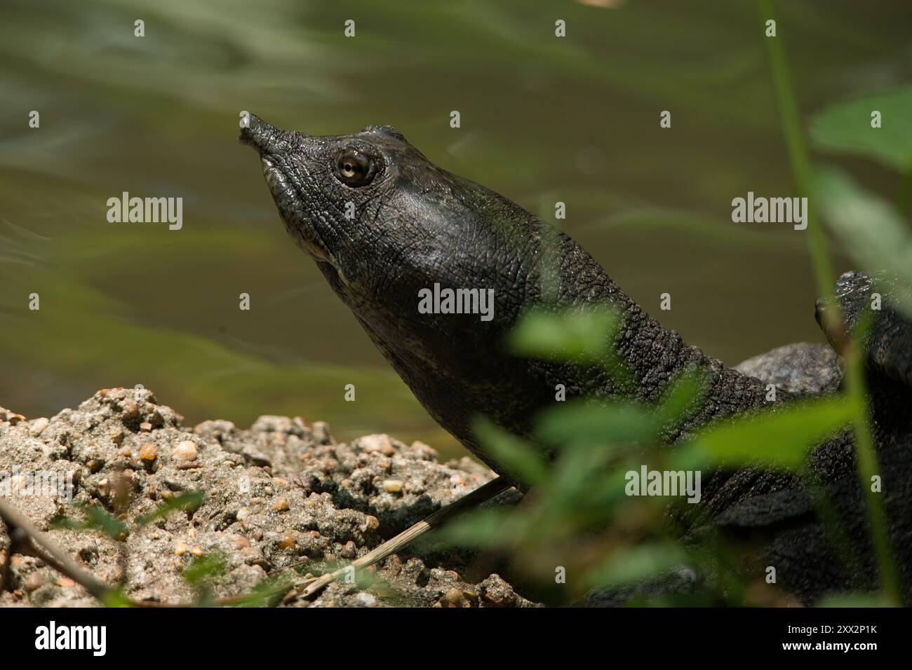 Spiny Softshell Turtle Stock Photo - Alamy