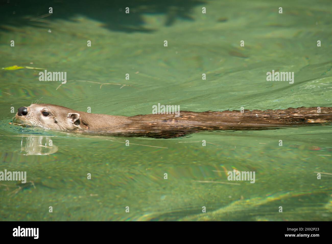 North American River Otter Stock Photo - Alamy
