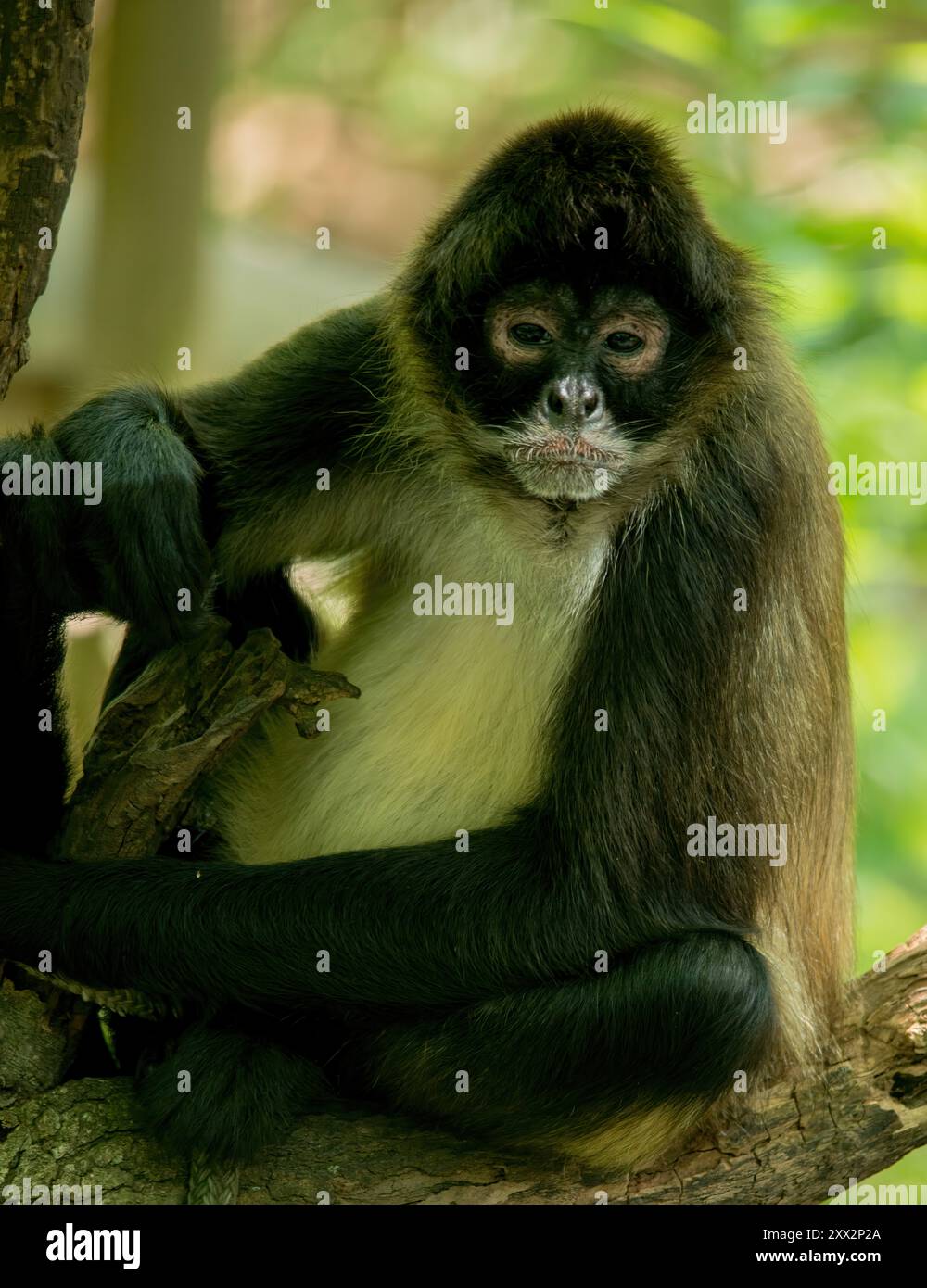 Spider Monkey in a tree Stock Photo - Alamy
