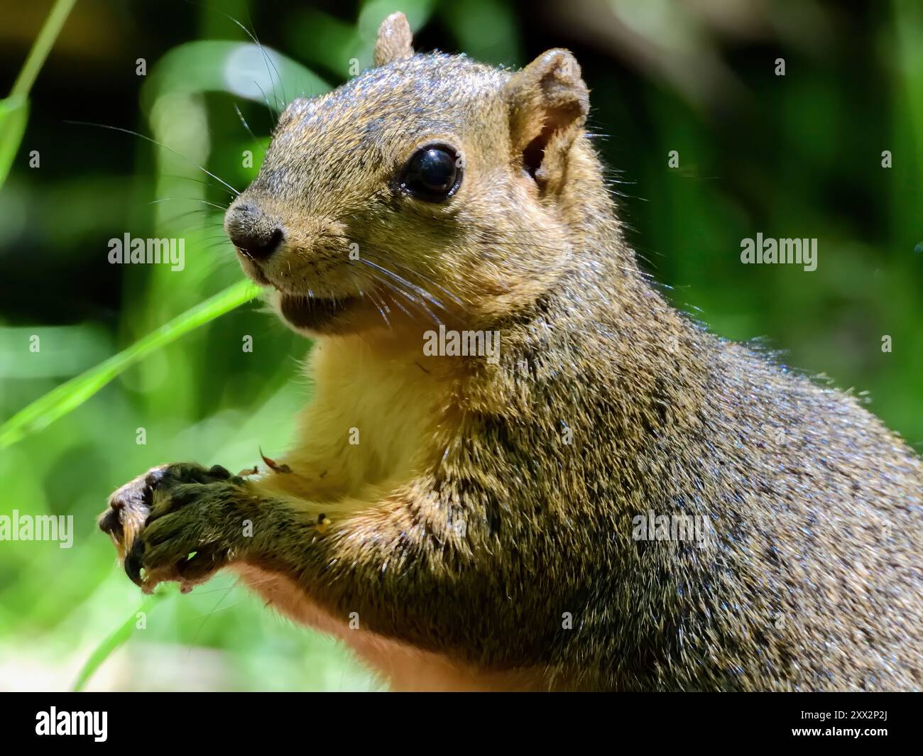 Squirrel eating a nut Stock Photo - Alamy
