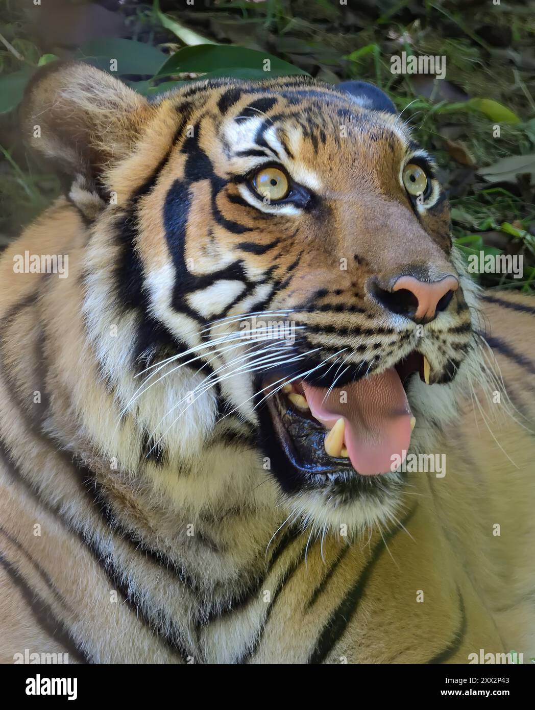 Tiger head eye contact hi-res stock photography and images - Alamy