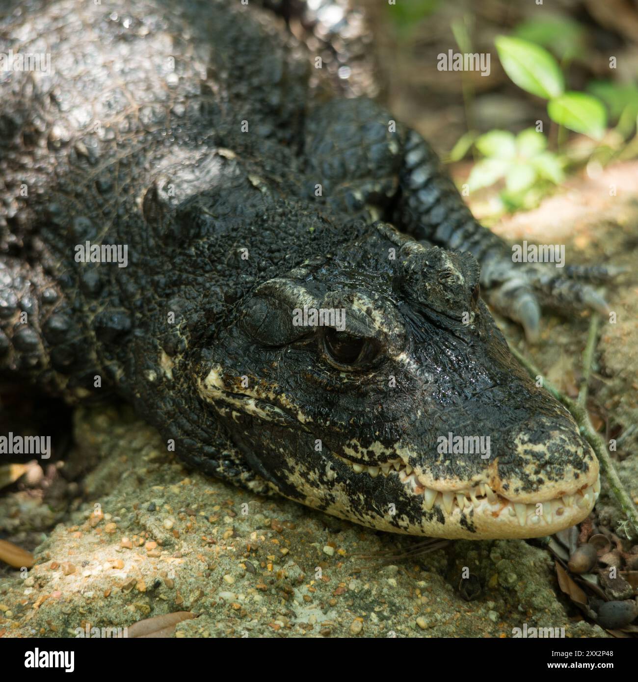 Chinese Alligator, Alligator sinensis Stock Photo - Alamy