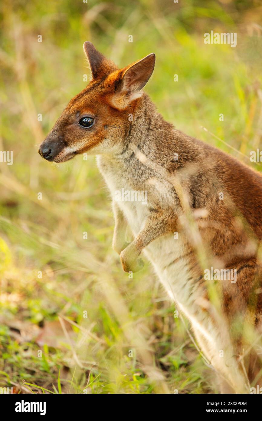 The red-legged pademelon is a species of small macropod found on the ...