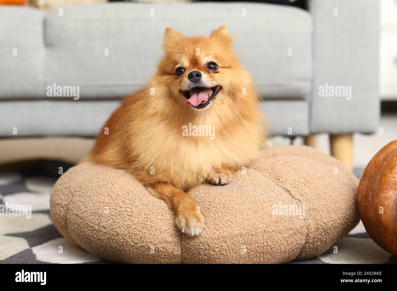 Cute Pomeranian dog with pumpkin lying on pouf at floor Stock Photo - Alamy