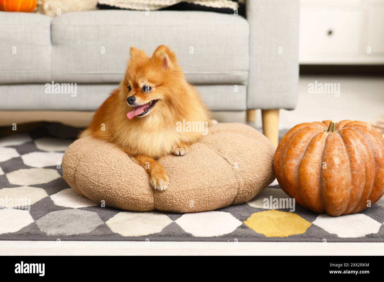 Cute Pomeranian dog with pumpkin lying on pouf at floor Stock Photo - Alamy