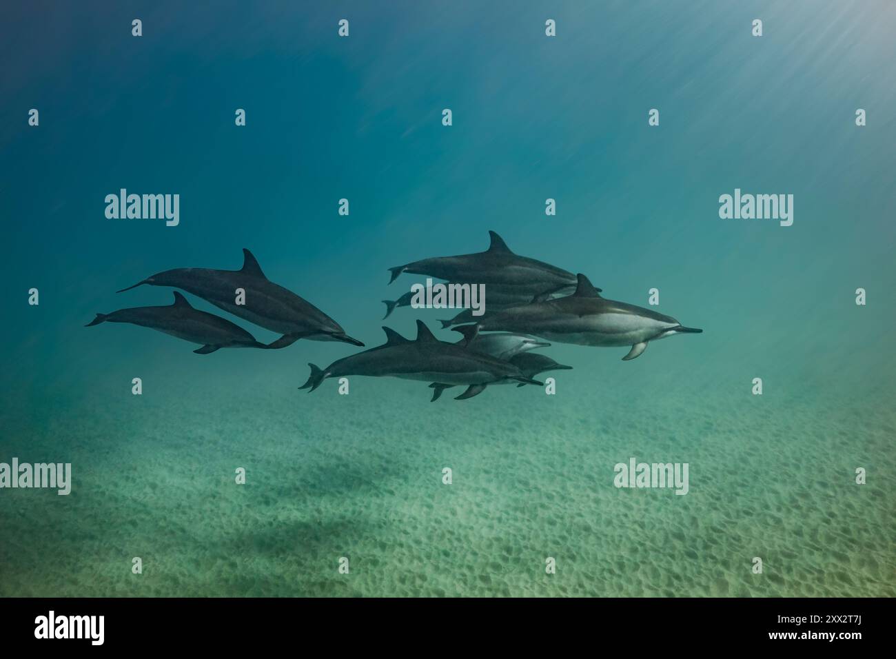 A pod of spinner dolphin with a few juveniles swim together near the ...
