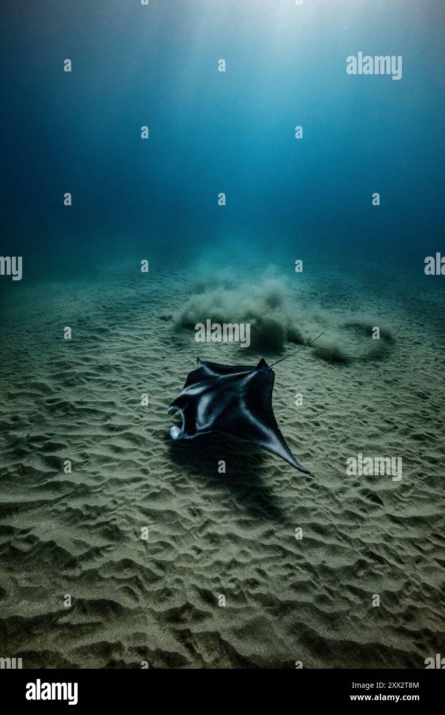 A coastal manta ray skims the sandy seafloor, stirring up the sand, as ...