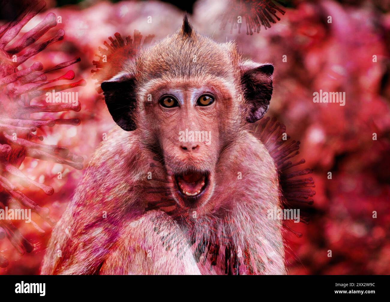 Mpox caused by monkeypox virus. Monkeypox outbreak. Viral transmission ...