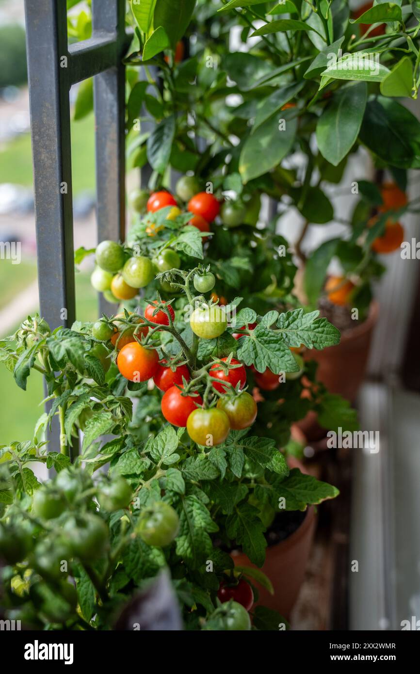 Homegrown small bush of cherry red tomato in clay pots growing on french balcony at home Stock ...